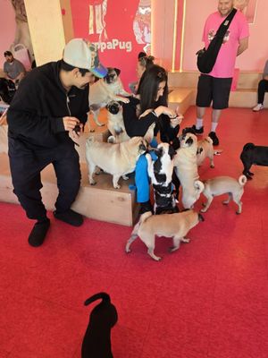 CUPPA PUG - Updated August 2025 - 181 Photos & 71 Reviews - 607 W 9th ...