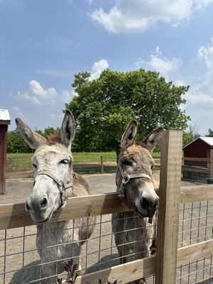 ABMA’S FARM - Updated October 2025 - 22 Photos - 282 Amwell Rd ...