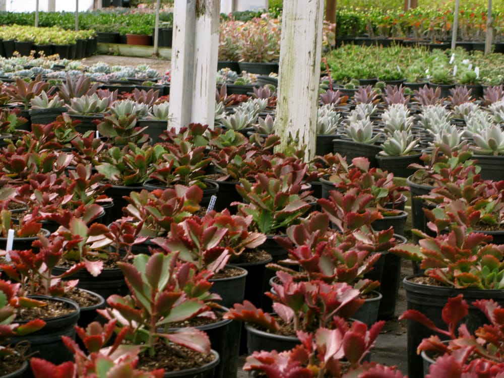 DM COLOR EXPRESS NURSERY - Updated December 2025 - 10 Photos - 4343 ...