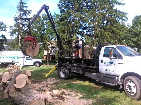 CLARKS TREE SERVICE - Updated September 2024 - 17 Photos - 2896 ...
