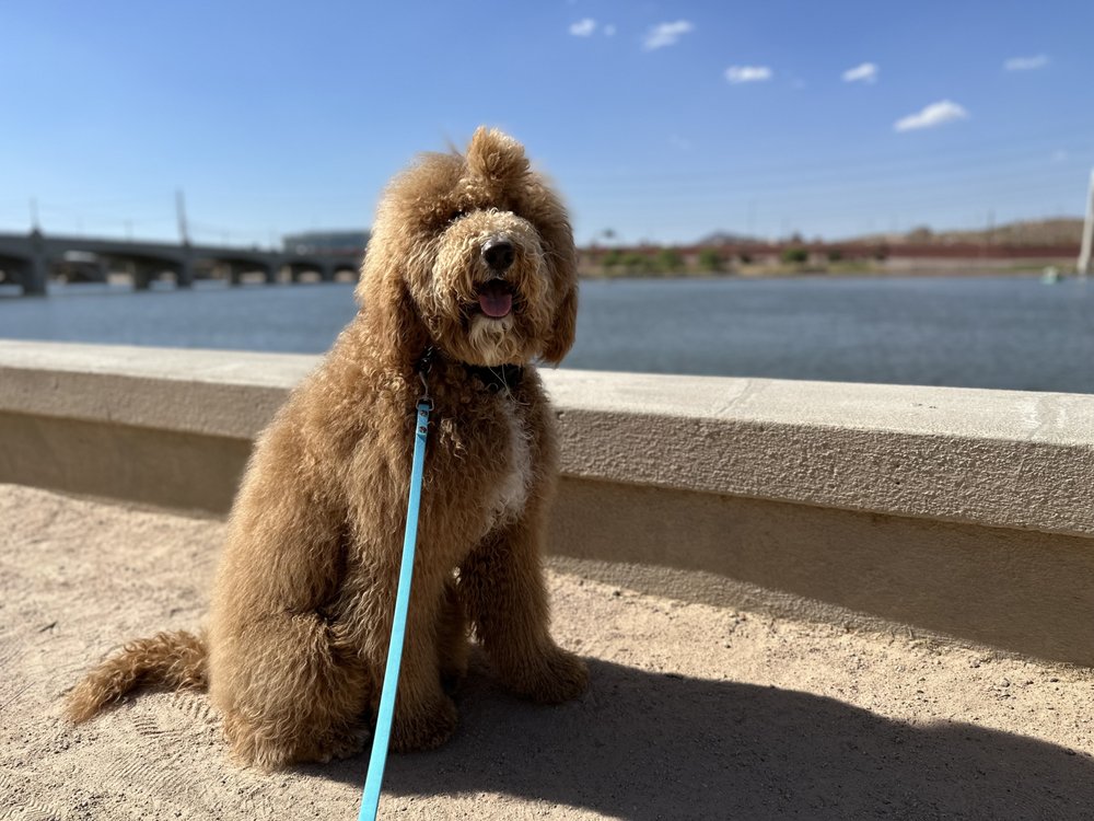 STRESSLESS DOG CARE - Updated December 2025 - 26 Photos - 4016 W ...