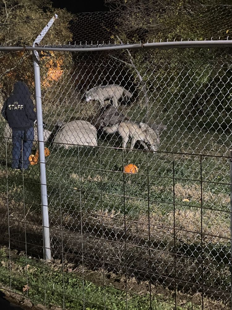 WOLF PARK - Updated September 2024 - 97 Photos & 28 Reviews - 4004 E ...