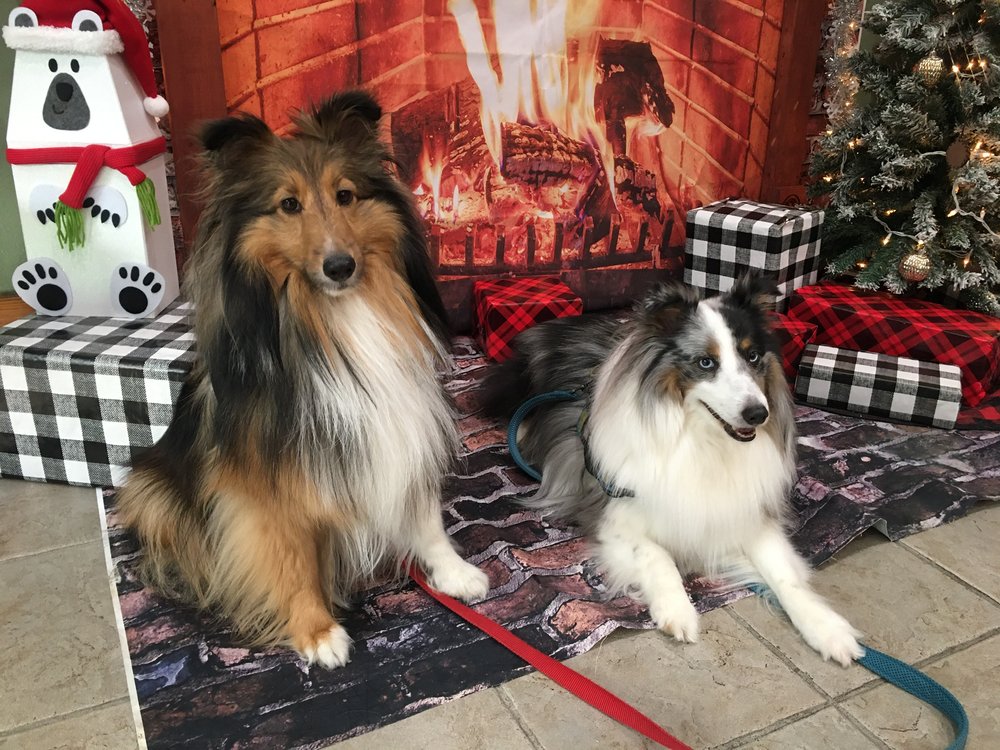 HE B IRON DOG TRAINING - Updated August 2025 - 11 Photos - Hemet ...