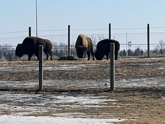 RED RIVER ZOO - Updated December 2025 - 183 Photos & 39 Reviews - 4255 ...