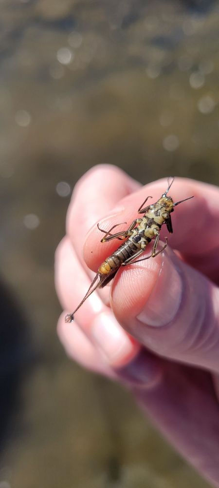 RED’S FLY SHOP - Updated December 2025 - 29 Photos & 65 Reviews - 14706 ...