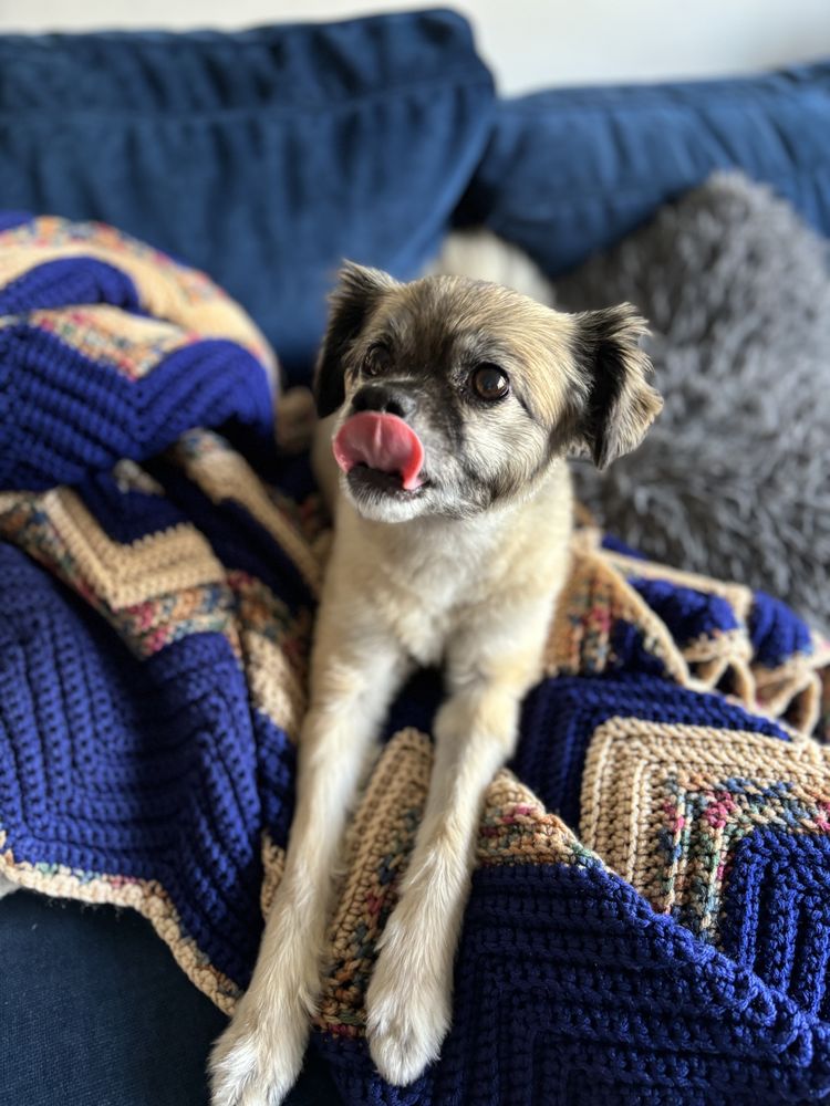 THE PET NANNY - Updated November 2025 - 50 Photos & 37 Reviews ...