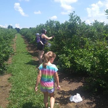 BRYANT BLUEBERRY FARM - Updated July 2025 - 38 Photos - 6900 Oak Park ...