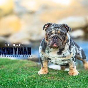 MICHAEL BUTCHKO, DVM - Updated June 2025 - 213 Photos & 537 Reviews ...