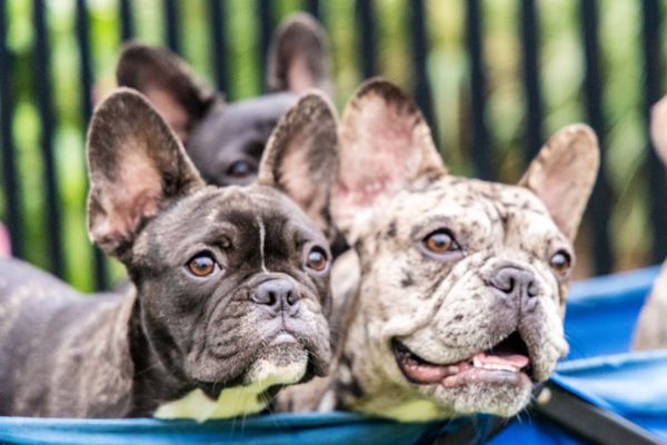 BELLA DOUGLAS FRENCHIE - Updated April 2024 - Hollywood, Florida - Pet ...