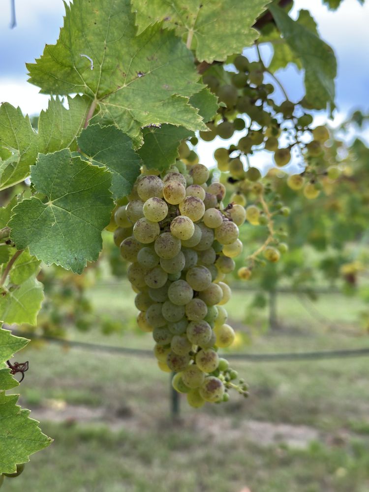 KICKAPOO TWIST WINERY & VINEYARDS - Updated August 2025 - 7672 Hwy 5 ...