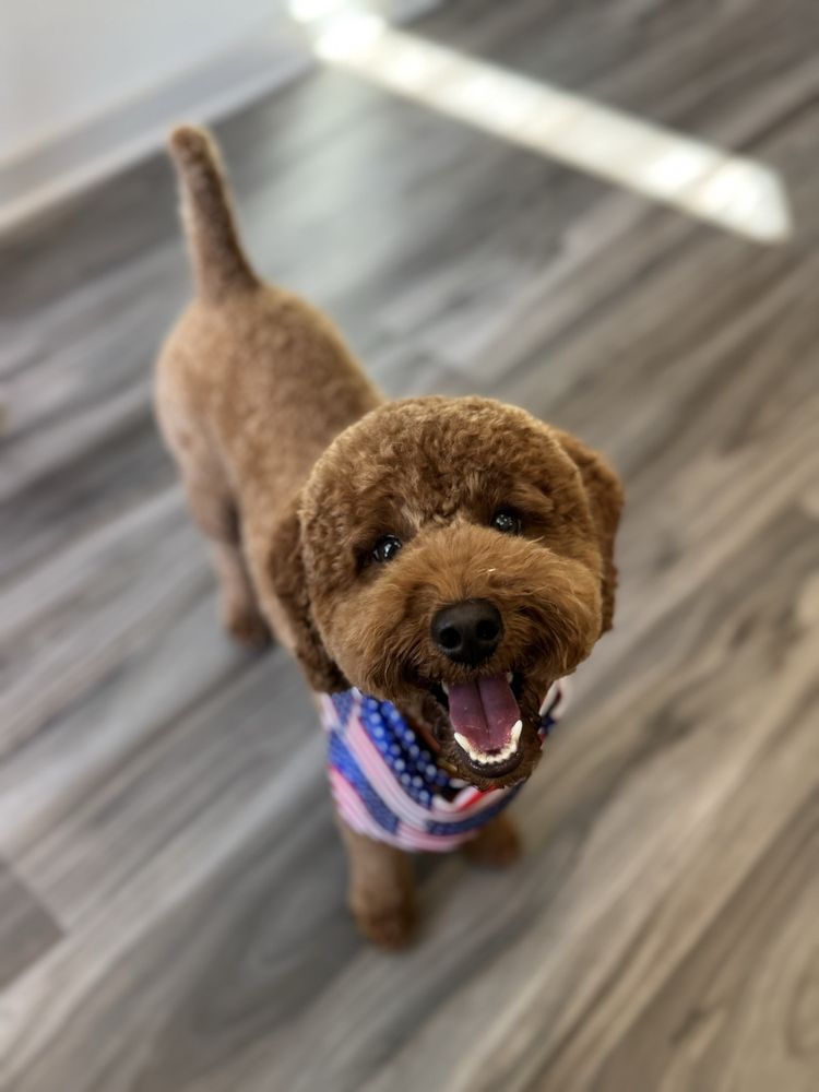 Dog Grooming Cedar Park