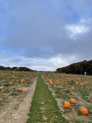 FINK’S COUNTRY FARM - 123 Photos & 68 Reviews - 6242 Middle Country Rd ...