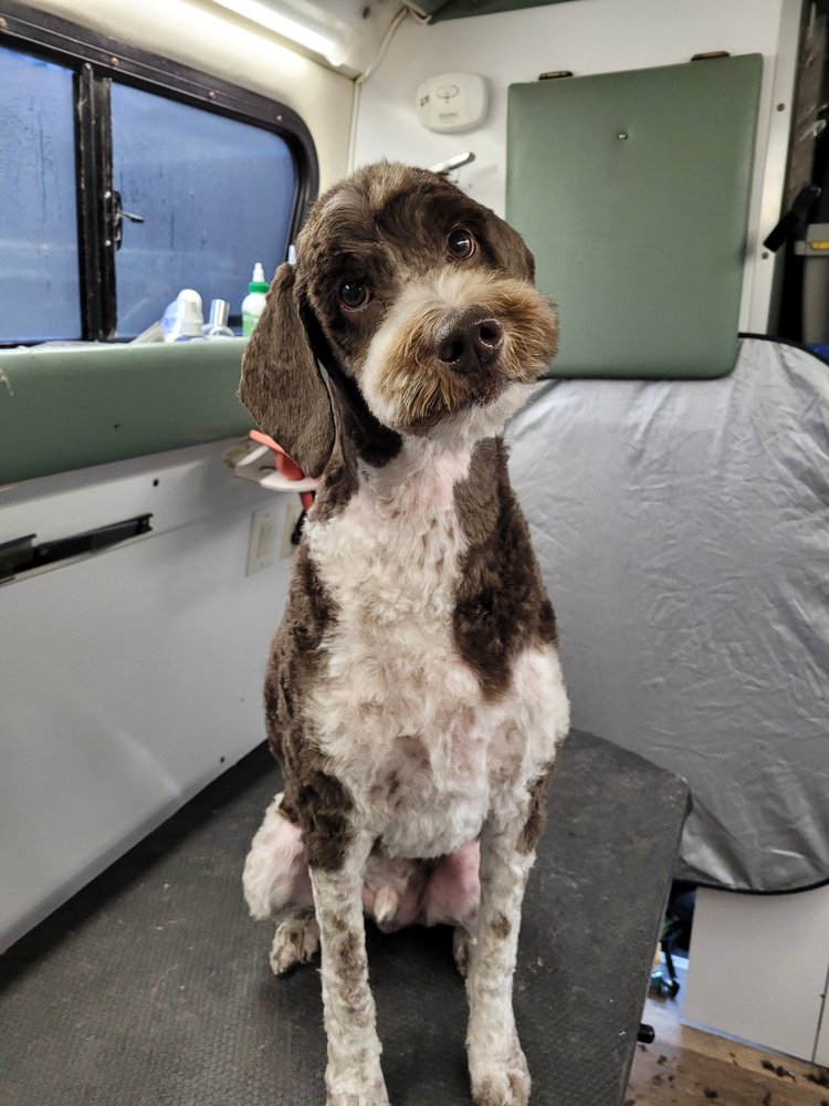 GROOMING BUTLER - Updated March 2026 - 21 Photos - Hampton, Virginia ...