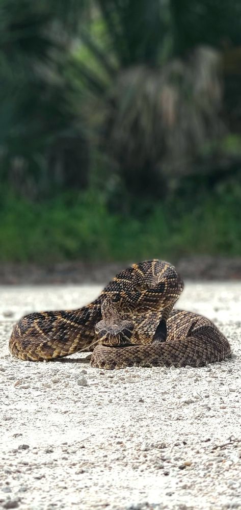 DR CRITTER - Updated January 2026 - 37 Photos & 11 Reviews - Orlando ...