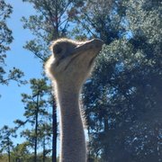 TWO TAILS RANCH - 98 Photos & 72 Reviews - Zoos - 18655 NE 81st St ...