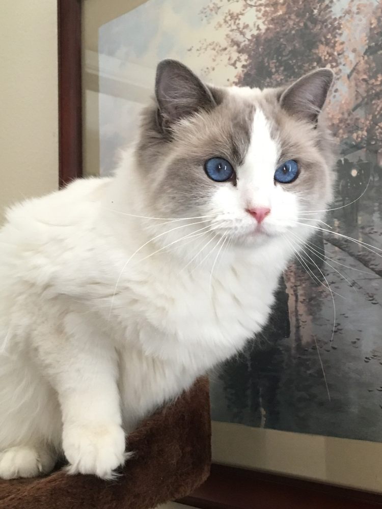 CRYSTAL RAGDOLLS - Updated September 2025 - Camarillo, California - Pet ...