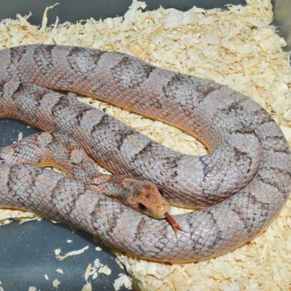 CORNUCOPIA OF CREATURES - Updated May 2024 - Request Information ...