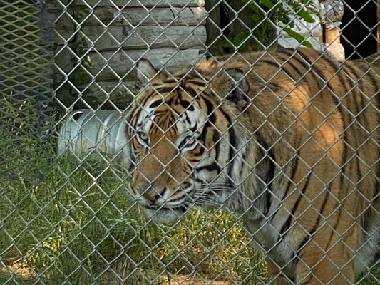 CAROLINA TIGER RESCUE - Updated August 2025 - 499 Photos & 70 Reviews ...