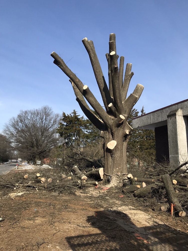 YORKSHIRE TREE SERVICE - 23 Photos - Woodbridge, Virginia - Tree ...