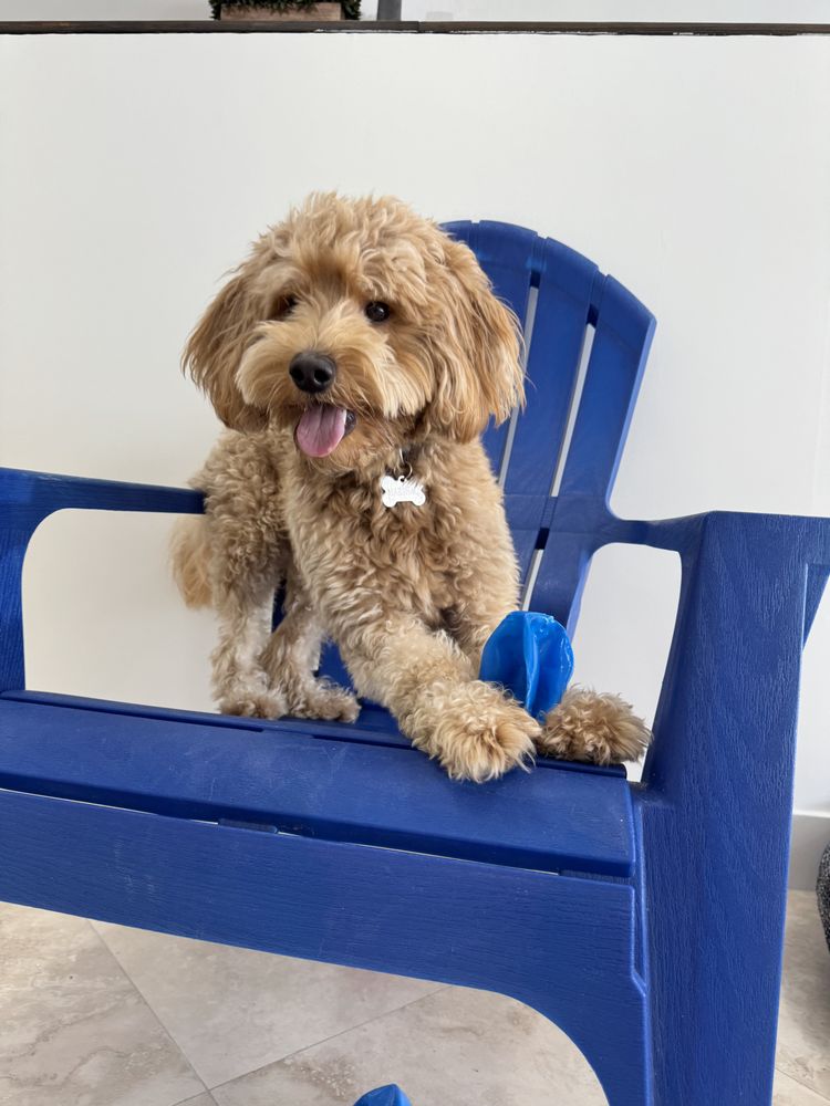 HIGH PAW DOG DAYCARE - Updated November 2025 - 18616 Ventura Blvd ...