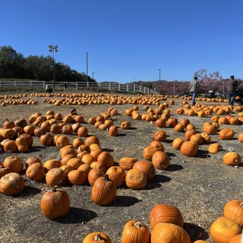 CAL POLY POMONA PUMPKIN FESTIVAL - Updated October 2025 - 671 Photos ...