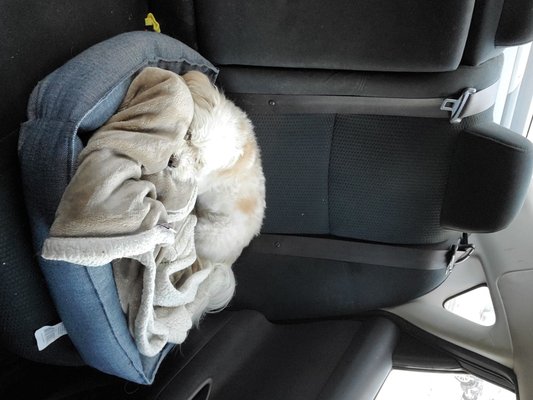 THE REGIONAL VETERINARY REFERRAL CENTER - Updated May 2025 - 25 Photos ...