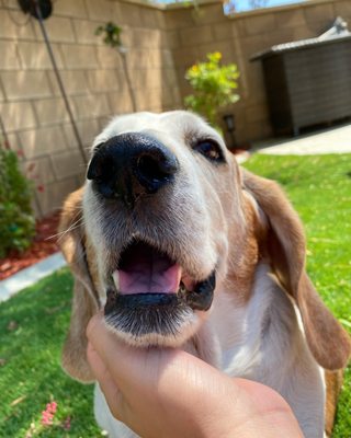 MENIFEE ANIMAL HOSPITAL - Updated March 2025 - 64 Photos & 372 Reviews ...