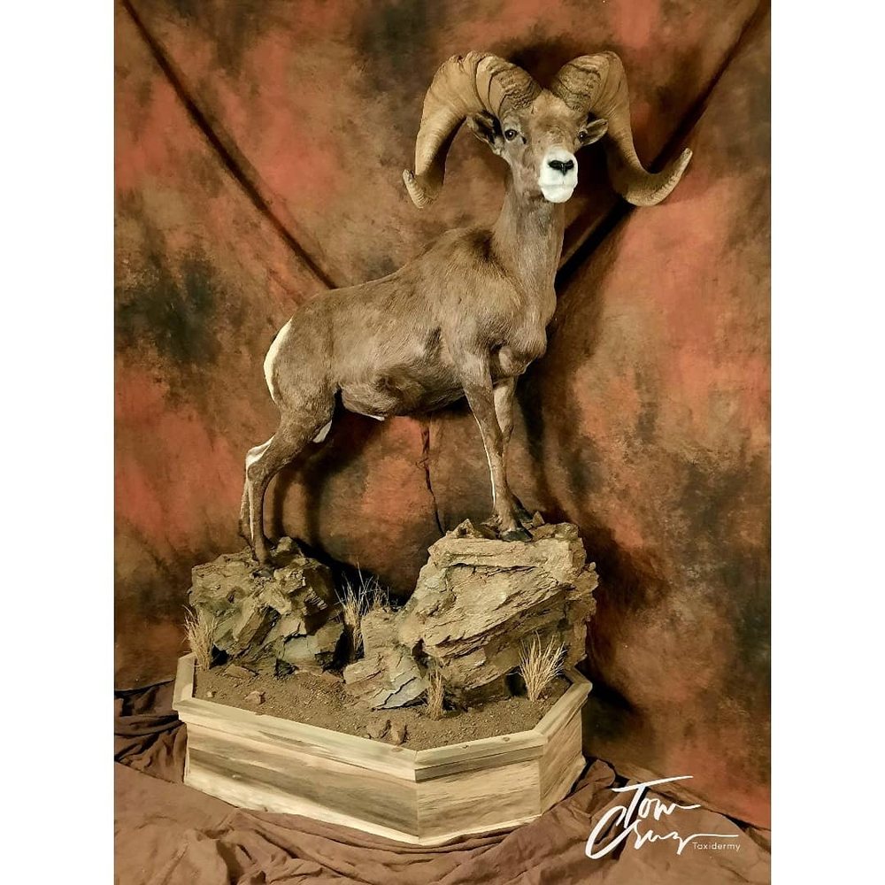 TC WILDLIFE DESIGNS - Updated December 2025 - 73 Photos - Sparks ...