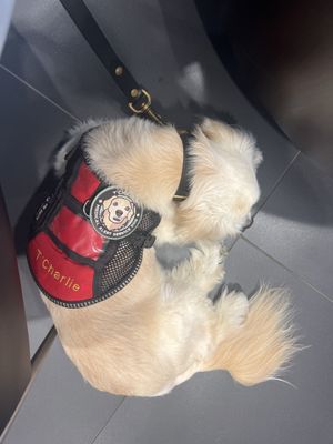 FRANK LETA ACURA - Updated October 2025 - 26 Photos & 120 Reviews ...