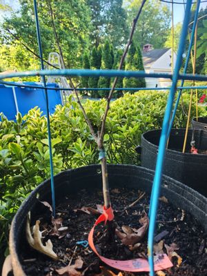 BURNT RIDGE NURSERY & ORCHARDS - Updated July 2025 - 10 Photos & 61 ...