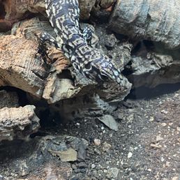 DFW REPTARIUM - Updated December 2025 - 97 Photos & 105 Reviews - 2220 ...