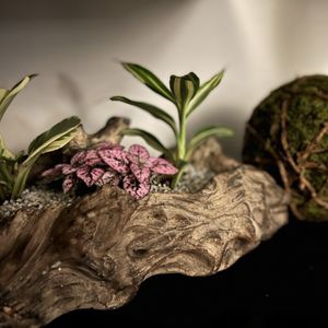 HEMSTROM VALLEY TREE FARM CHRISTMAS TREES - Updated June 2024 - 19 ...