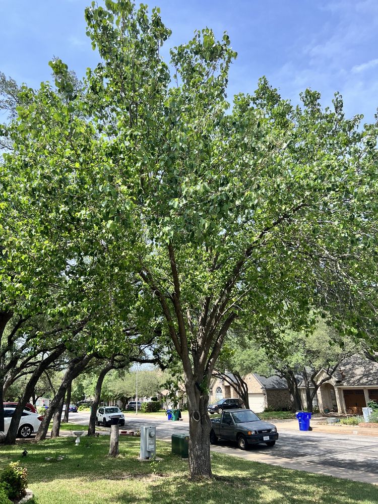 AUSTIN TREE CARE SERVICE - Updated November 2025 - 89 Reviews & 204 ...