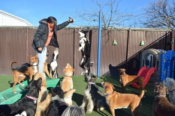 DOGS RULE RESORT - Updated October 2025 - 36 Photos & 47 Reviews - 2501 ...