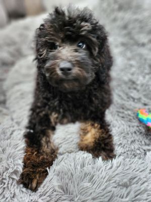 MINI GOLDENDOODLES OF CAPE COD - Updated September 2025 - 12 Photos ...