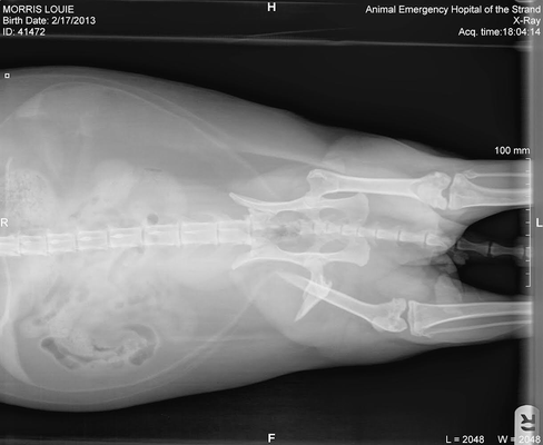 DILLON ANIMAL HOSPITAL - Updated October 2025 - 1618 Highway 301 S ...