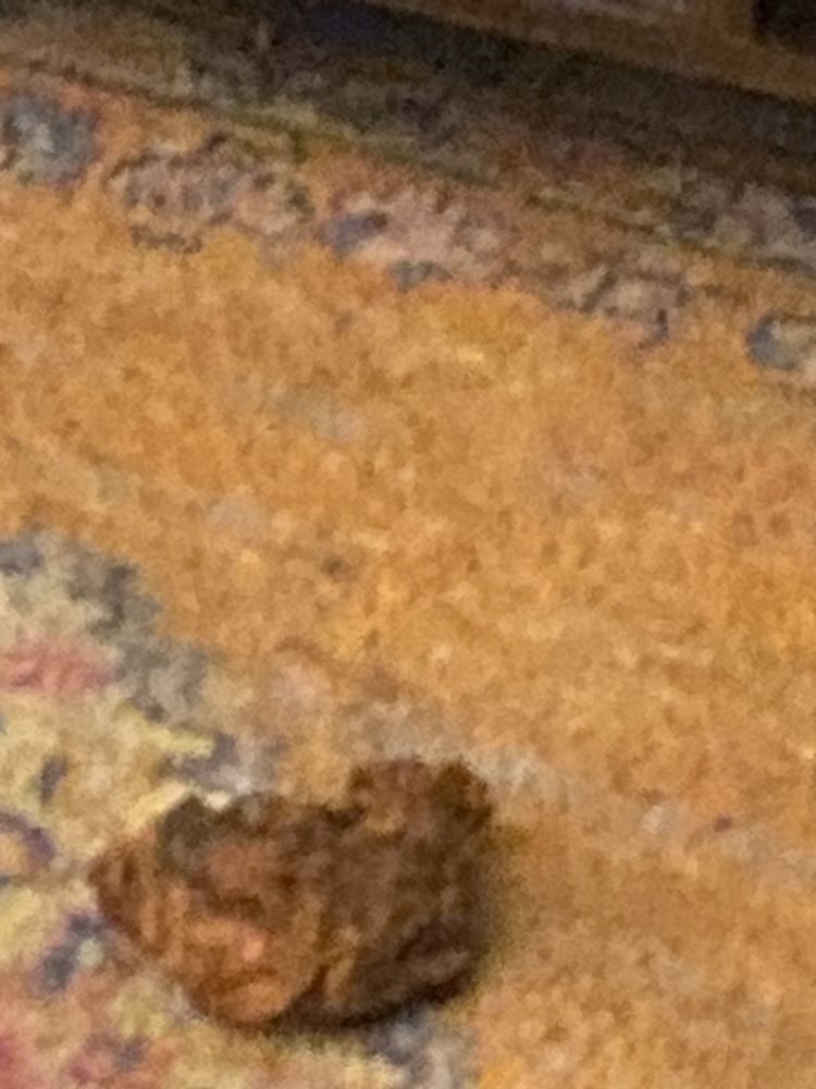 MARSHFIELD INN - Updated August 2025 - 10 Reviews - 7 Old Plain St ...