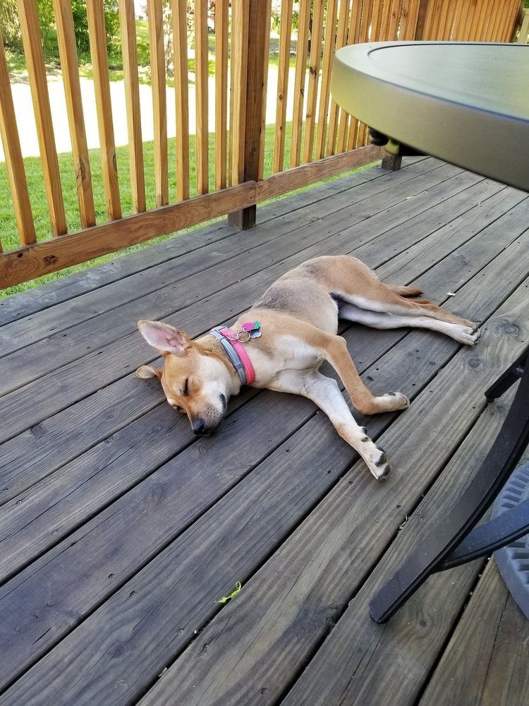 DOG DAYZ INN - Updated January 2026 - 2401 Vestal Pkwy E, Vestal, New ...