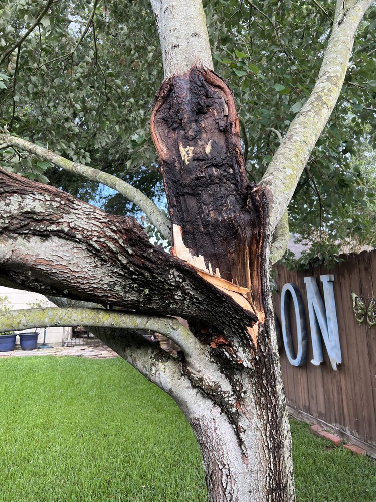HUNTER’S TREE SERVICE - Updated May 2026 - 26 Photos & 13 Reviews ...