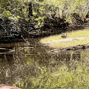 AIRBOAT ADVENTURE SWAMPVETTE - Updated August 2024 - 263 Photos & 43 ...