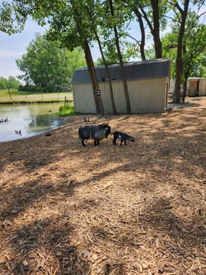 GIANT GOOSE RANCH - Updated January 2026 - 28 Photos - 25369 N Goose ...