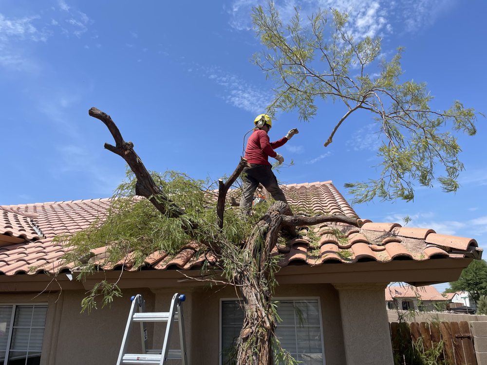 YUMA MASTER TREE SERVICES - Updated January 2026 - 661 E 32nd St, Yuma ...