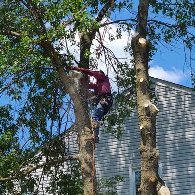 DIAZ TREE SERVICE - Updated October 2025 - 7607 Pine Streer, Manassas ...