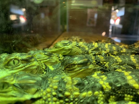 GATOR BEACH - Updated December 2025 - 132 Photos & 65 Reviews - 20001 ...