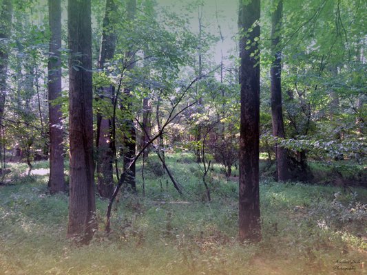 DIFFICULT RUN STREAM VALLEY PARK - 21 Photos - 8801 VA-193, McLean ...