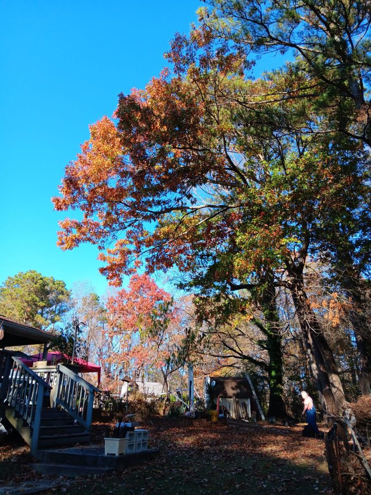 TREE SERVICE QUIROZ - Updated July 2025 - Request a Quote - 50 Photos ...