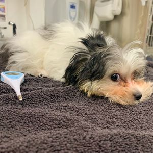 COLMA ANIMAL HOSPITAL - Updated January 2025 - 112 Photos & 343 Reviews ...