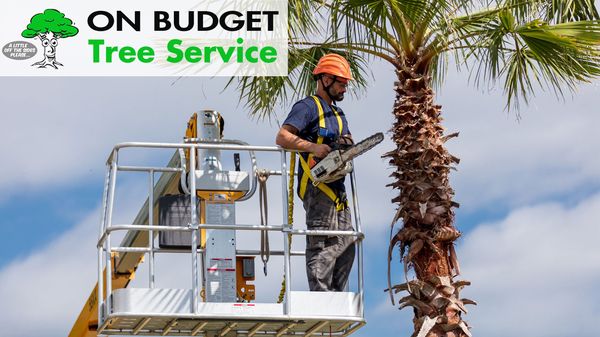 ON BUDGET TREE SERVICE - Updated July 2025 - 30 Photos & 14 Reviews ...