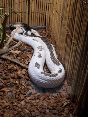 ALLIGATOR ADVENTURE - 597 Photos & 205 Reviews - 4604 Hwy 17 S, North ...