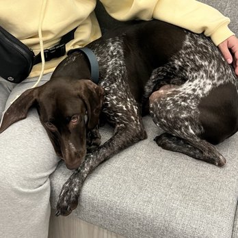 APEX VETS - Updated January 2026 - 14 Photos & 24 Reviews - 11060 Veirs ...